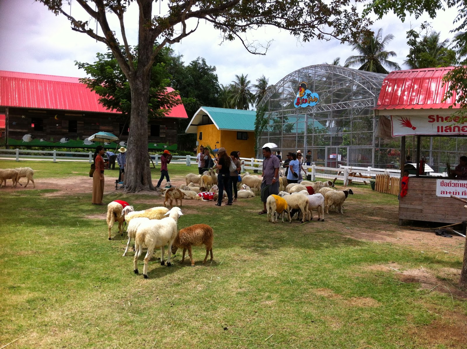 Trips to Thailand: Chonburi - Pattaya Sheep Farm